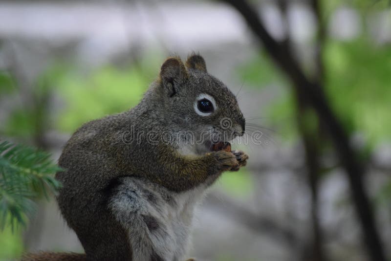 Sneaky Squirrel stock image. Image of bandit, nature - 138326133