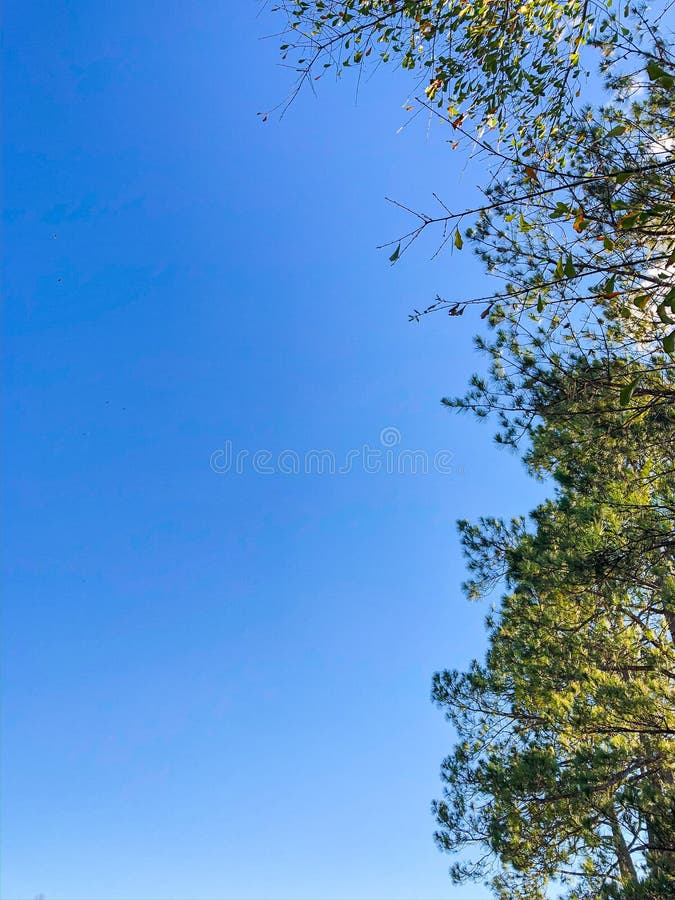 Sneaky trees stock photo. Image of sneaky, poking, tops - 171264842