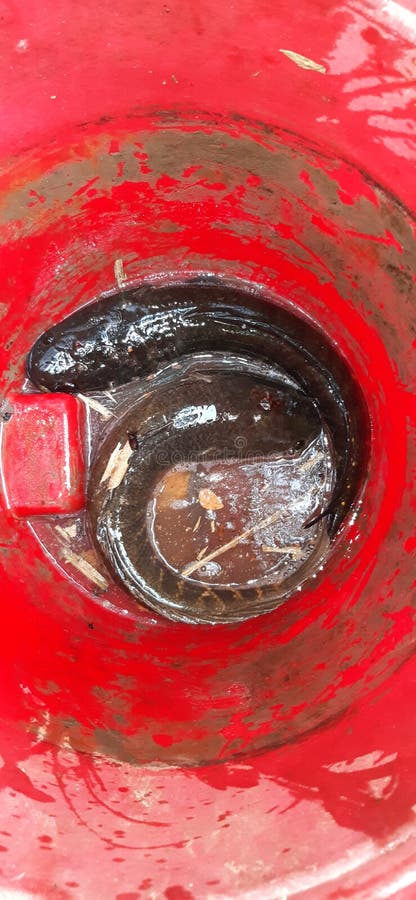 Sneck Head Fish Collect from Village Pond Stock Photo - Image of fish ...