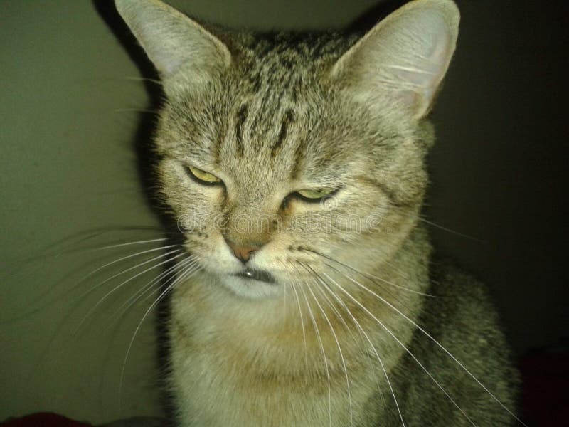 Sneer stock photo. Image of attractive, curly, looking - 19598210