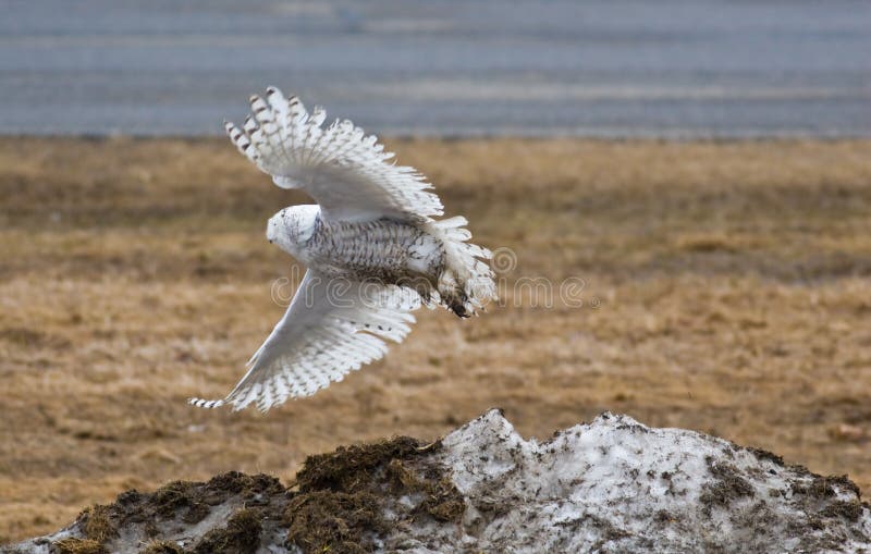 Sneeuwwitse Sneeuwuil in Vlucht Stock Foto - Image of noordpool, geel ...