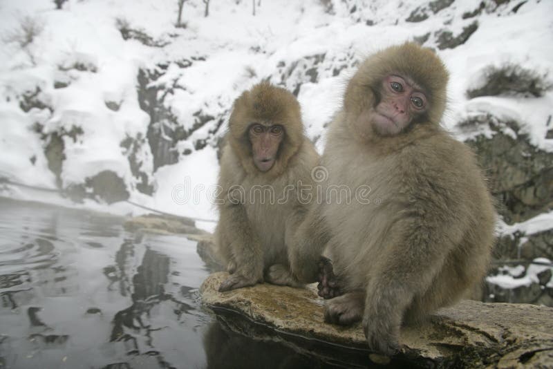 Sneeuwaap of Japanse Macaque, Macaca-fuscata Stock Foto - Image of ...