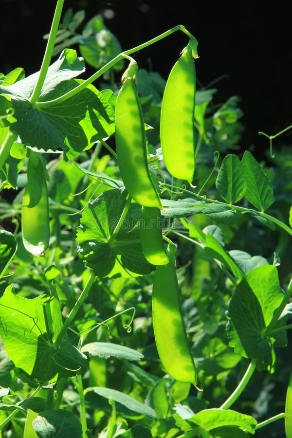 Groene peul en zaden stock foto. Image of erwt, korrel - 5589744