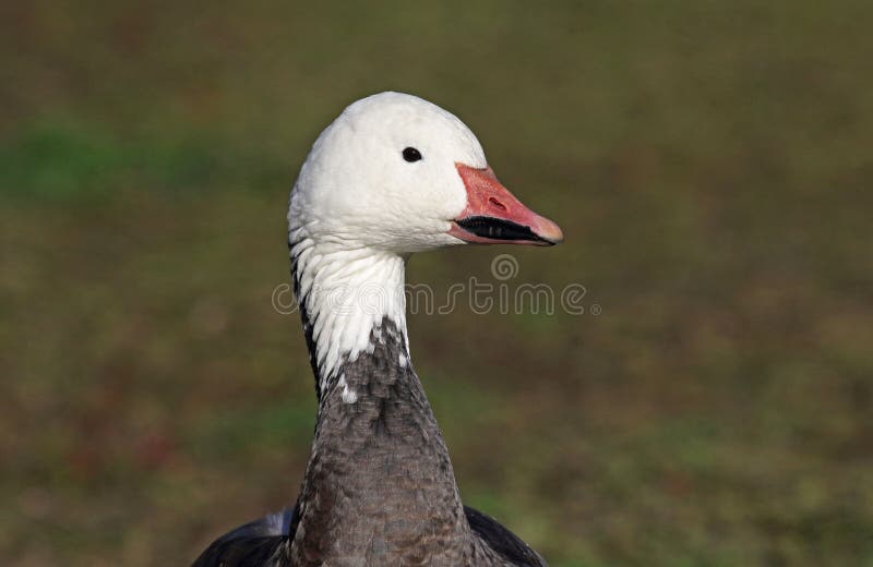 Sneeuwgans stock afbeelding. Image of watervogels, water - 104663711