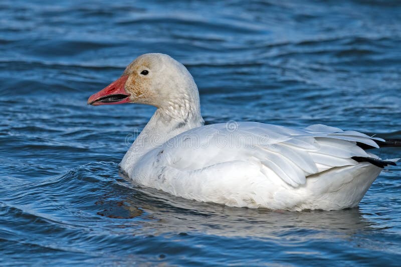 De Gans Van De Sneeuw, Chen Caerulescens Stock Afbeelding - Image of ...