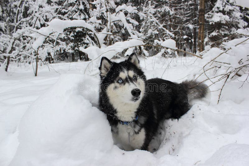 Sneeuwhond stock afbeelding. Image of pluizig, huisdieren - 30671263