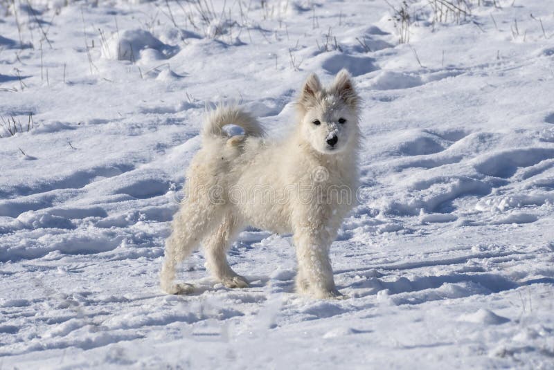 Sneeuwhonden Foto. Afbeelding: 4164536