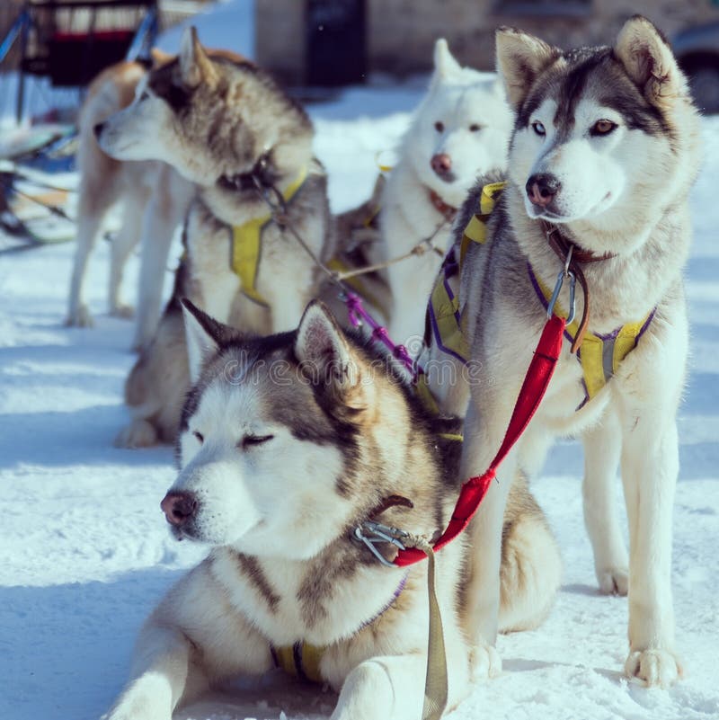 Sneeuwhonden stock foto. Image of noords, alaskan, portret - 99970674