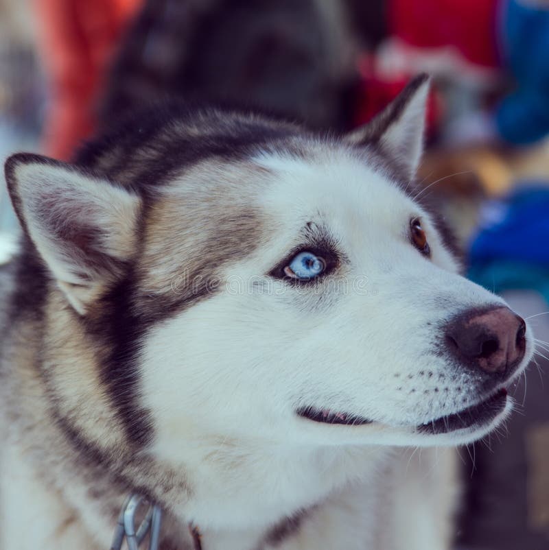 Sneeuwhonden stock foto. Image of noords, alaskan, portret - 99970674
