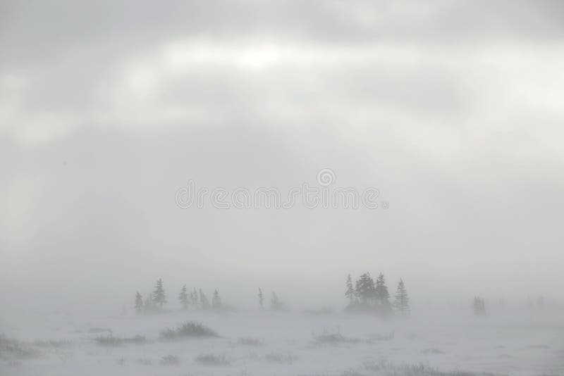 Sneeuwstorm in toendra stock afbeelding. Image of openlucht - 62179859