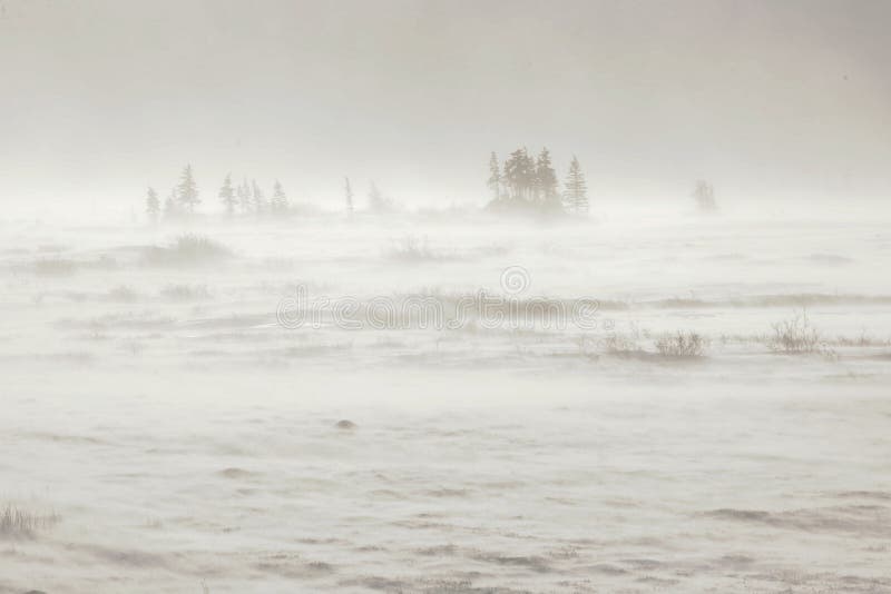 Sneeuwstorm in toendra stock afbeelding. Image of openlucht - 62179859