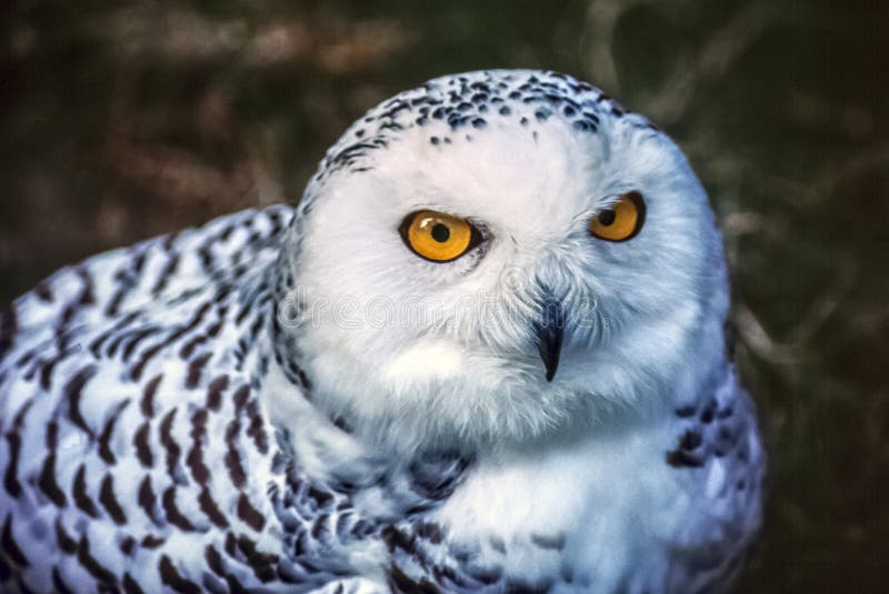 De Sneeuwuil, Bubo-scandiacus Is Een Grote, Witte Uil Van De Uilfamilie ...