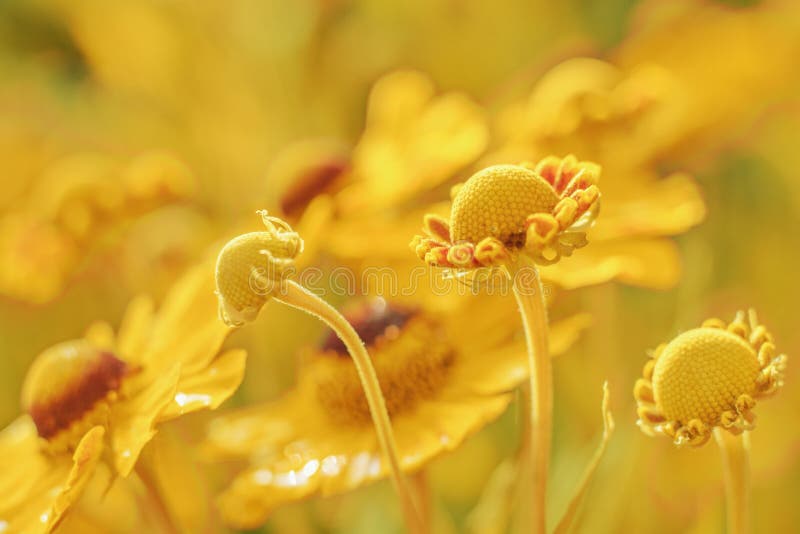 Sneezeweed Flower - Helenium, Yellow Flowers Close Up Stock Image ...
