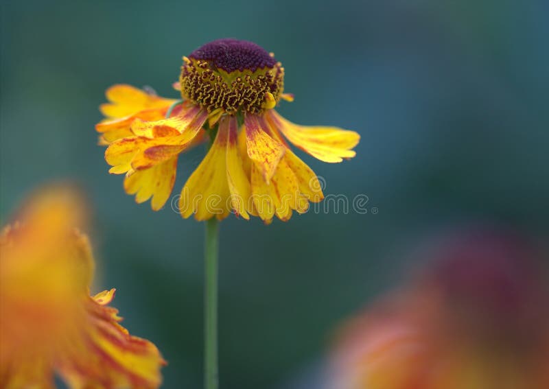 Sneezeweed - Helenium stock photo. Image of autumn, exotic - 102142318