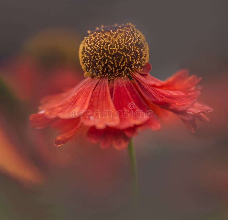 Sneezeweed - Helenium stock photo. Image of autumn, exotic - 102142318