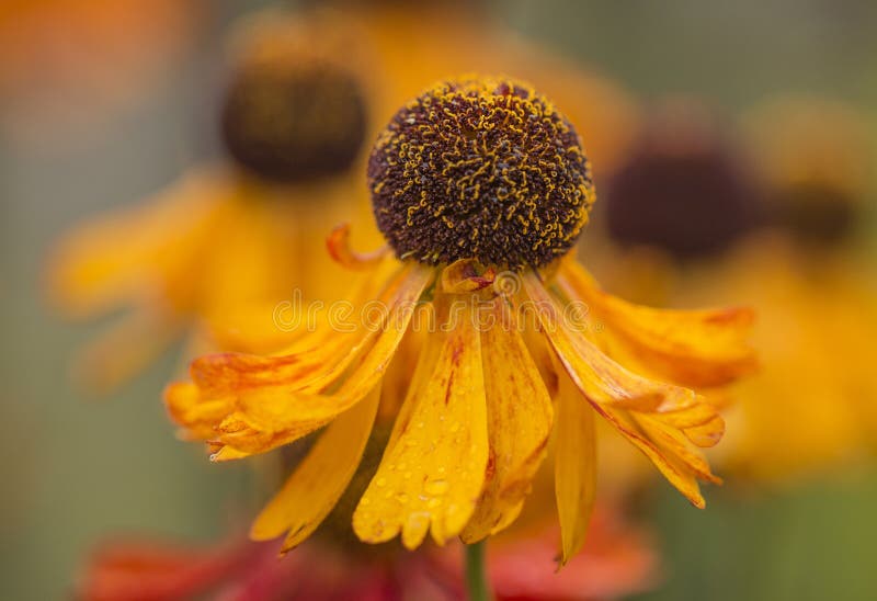 Sneezeweed - Helenium stock photo. Image of autumn, exotic - 102142318