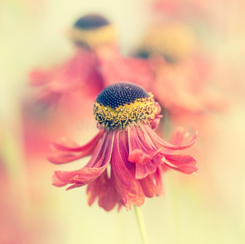 Sneezeweed - Helenium stock photo. Image of autumn, exotic - 102142318