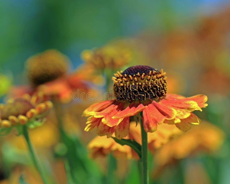 Sneezeweed stock photo. Image of macro, perennial, skeiescapes - 89597322