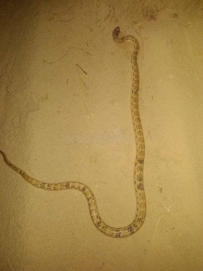 Lanth Jhhv Stock Photos - Free & Royalty-Free Stock Photos from Dreamstime