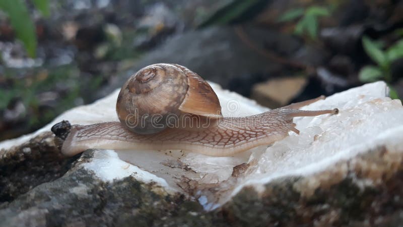 Snell stock image. Image of shell, small, snell, insects - 123280489