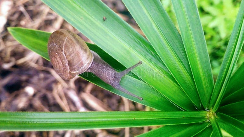 Snell stock image. Image of invertebrate, plant, animal - 194507611