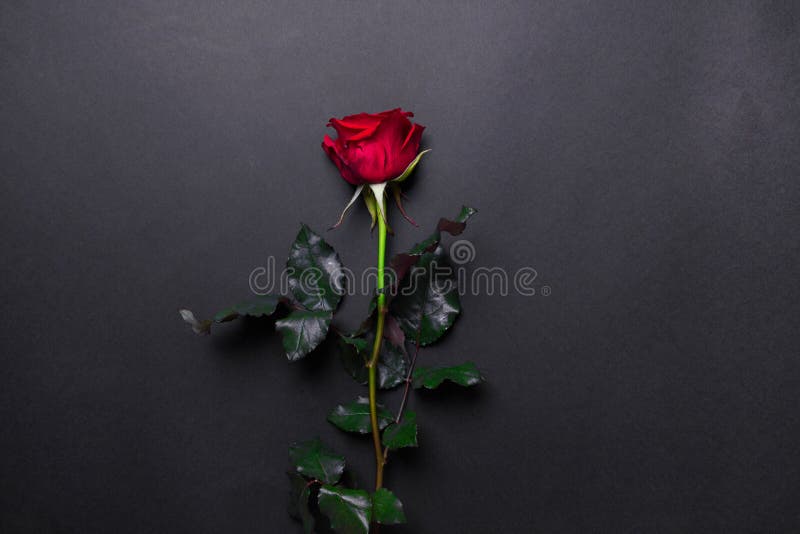 Sngle Red Rose on Black Colored Paper Background Stock Image - Image of ...