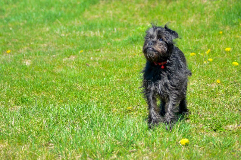 Maya Sniffed Stock Photos - Free & Royalty-Free Stock Photos from ...