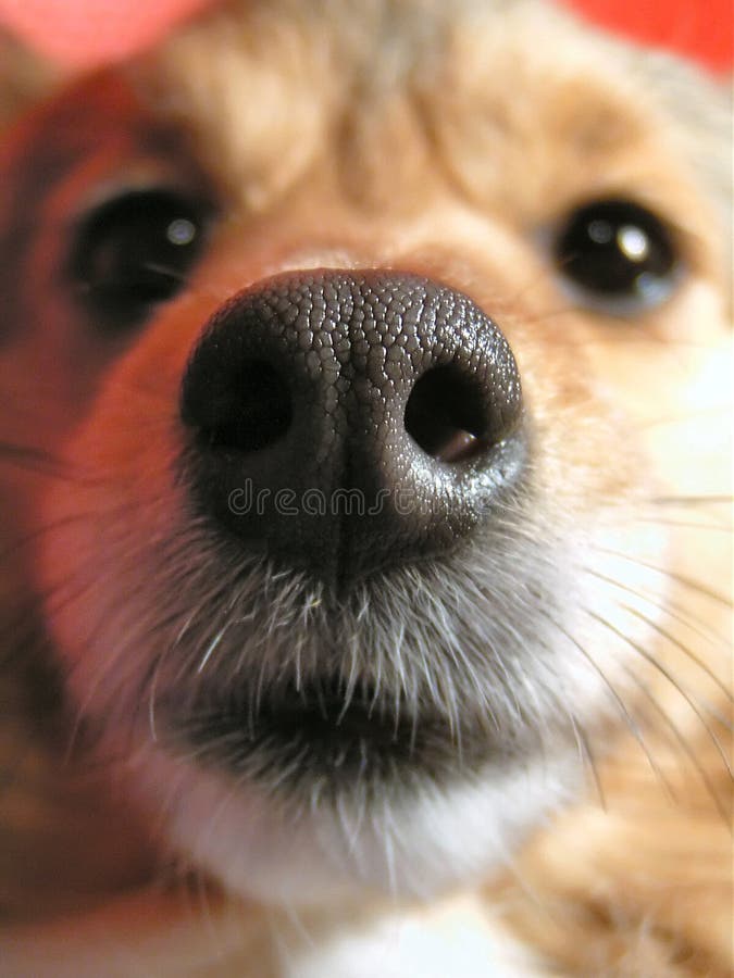 Sniffing the camera stock image. Image of sheepdog, nose - 8705