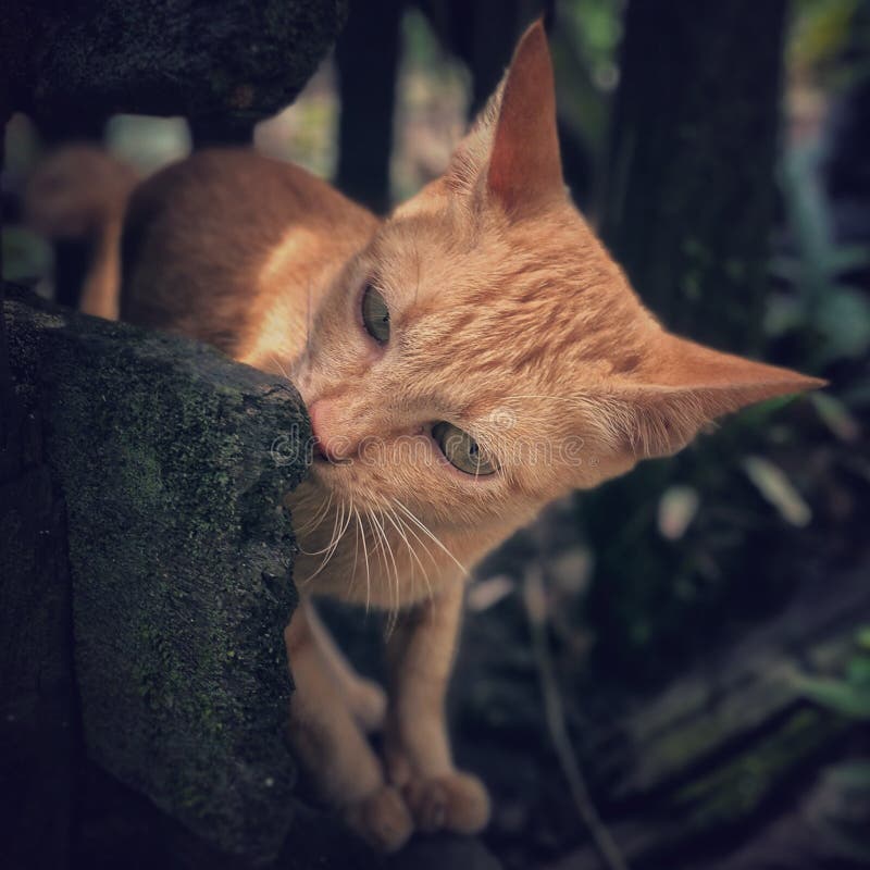 Sniffing Cat Image stock photo. Image of atmosphere - 252617148