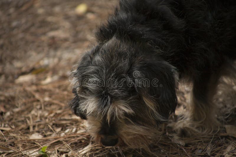 Sniffing Dog stock image. Image of cute, ears, canine - 82612379