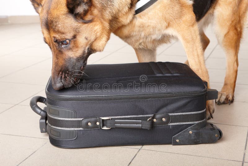 Sniffing Dog Chceking Luggage Stock Image - Image of sniffer, searching ...