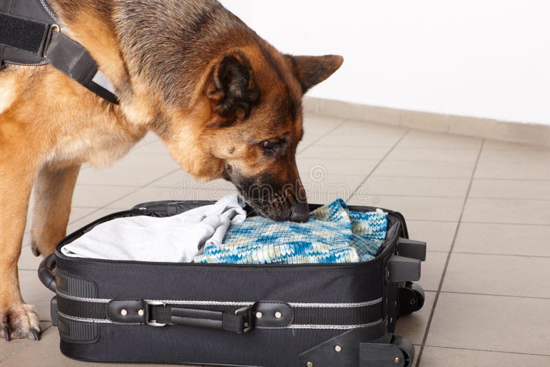 Police Dog Sniffing Bag Stock Photos - Free & Royalty-Free Stock Photos ...