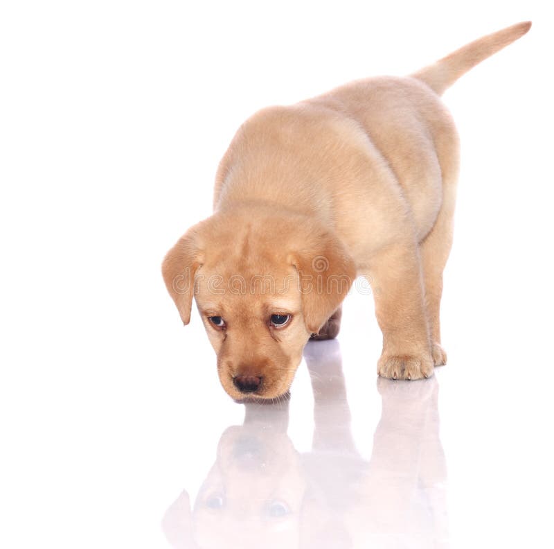 Sniffing Labrador Retriever Puppy Stock Image - Image of smell ...