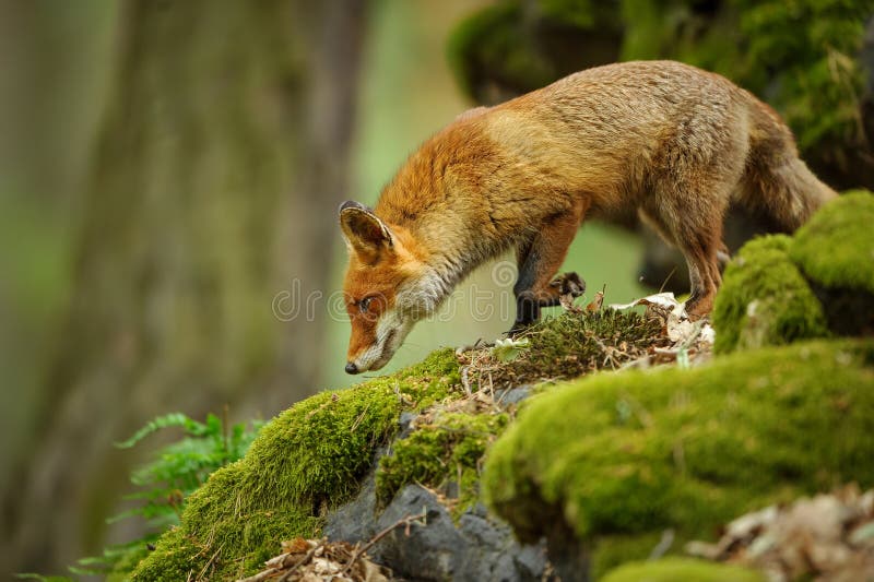 Sniffing Red Fox on the Rocks in the Green Forest. Stock Photo - Image ...