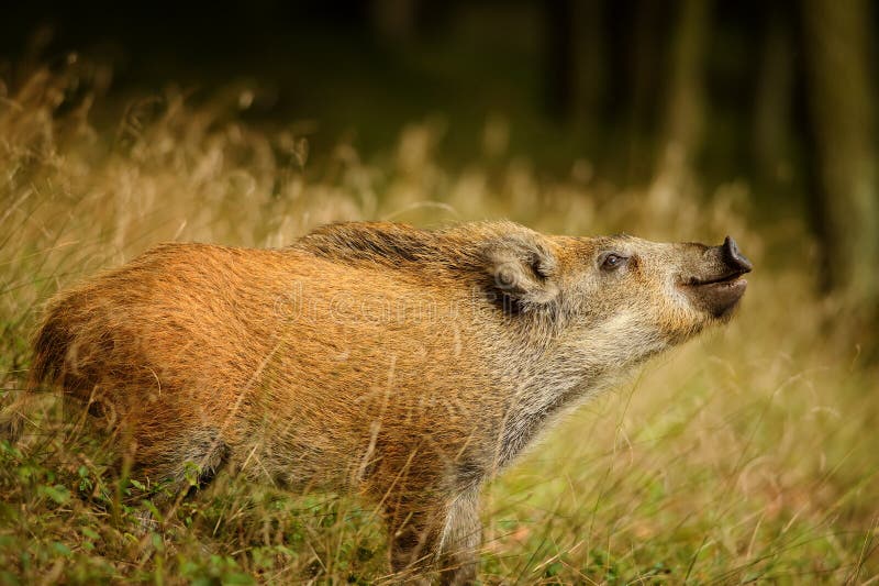 Baby Wild Boar in Long Yellow Grass Sniffing Side Stock Image - Image ...