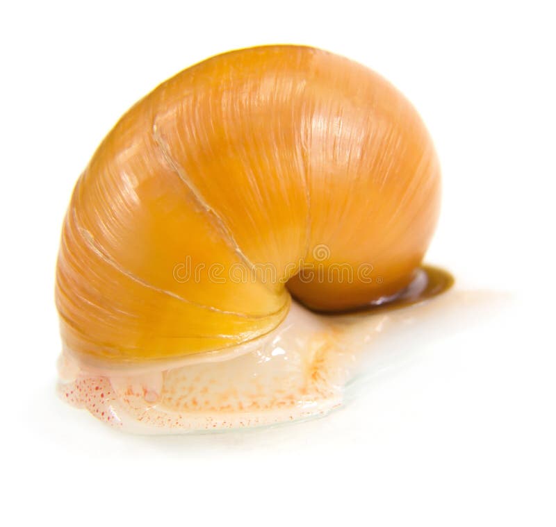 Snigel arkivfoto. Bild av angus, hastighet, medf8ort - 30622466