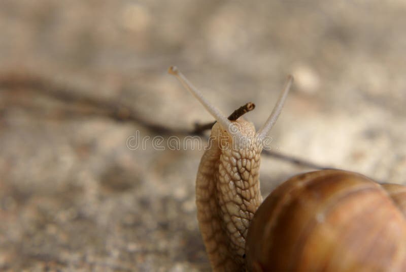 Snigel och myra arkivfoto. Bild av sitt, skal, bidrag - 31895244