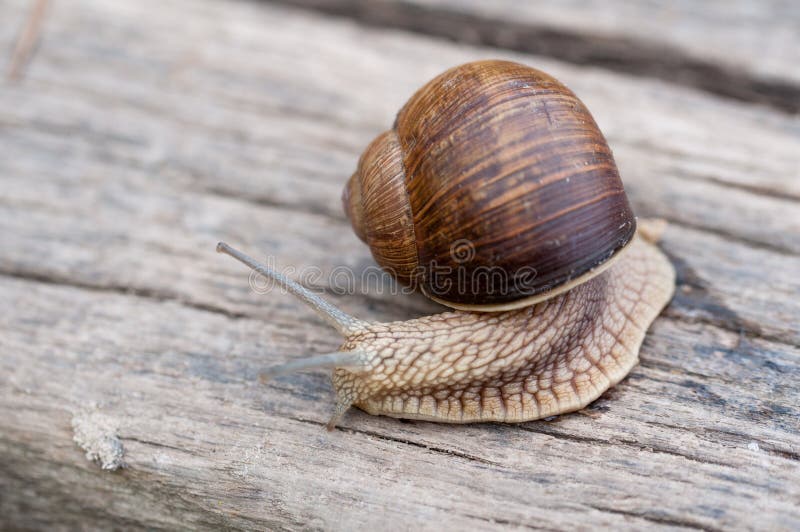 Gul tom snigel Shell arkivfoto. Bild av objekt, skal - 80671710