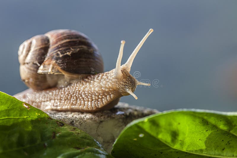 Snigel fotografering för bildbyråer. Bild av naturligt - 33807365