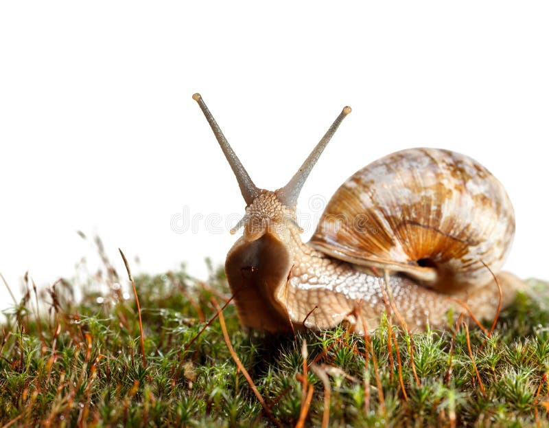 Snigelstirrande i mossa fotografering för bildbyråer. Bild av mossa ...