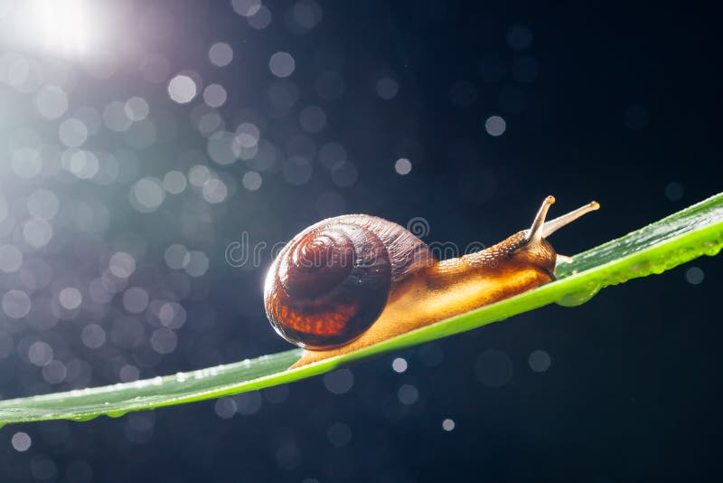 Snigel Med Vattenpartikelbokeh Fotografering för Bildbyråer - Bild av ...
