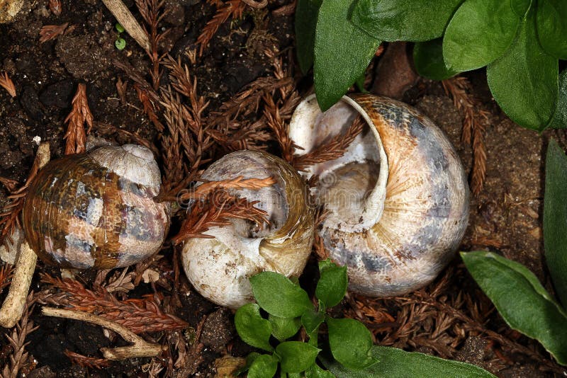 Snigel och skal arkivfoto. Bild av skal, snigel - 91127016
