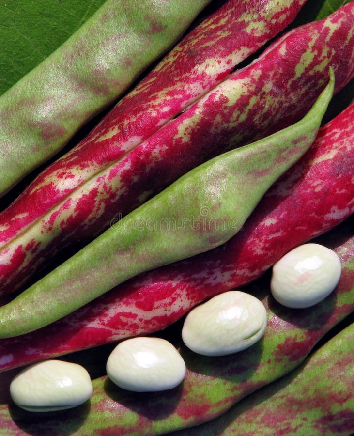 Snijbonen stock foto. Image of vers, groen, kruidenierswinkels - 6400346