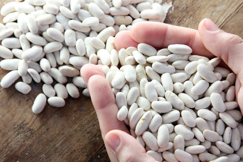Snijboon, Witte Nier of Lima Boon Stock Afbeelding - Image of bijtend ...