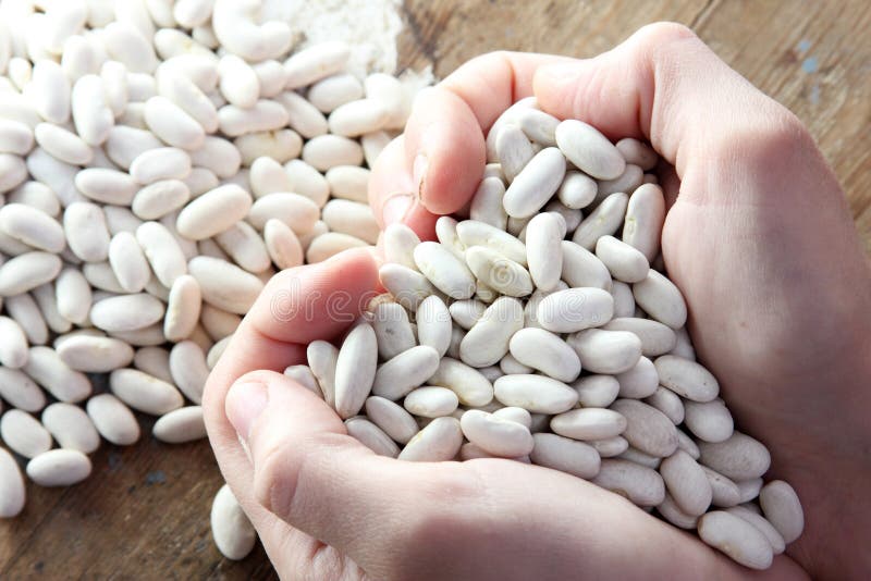 Snijboon, Witte Nier of Lima Boon Stock Afbeelding - Image of ...