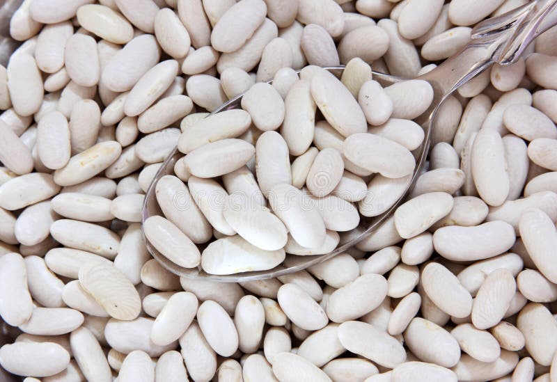 Snijboon, Witte Nier of Lima Boon Stock Afbeelding - Image of bijtend ...