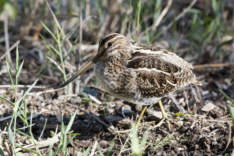 Snipe stock image. Image of wetland, bill, game, snipe - 27472139