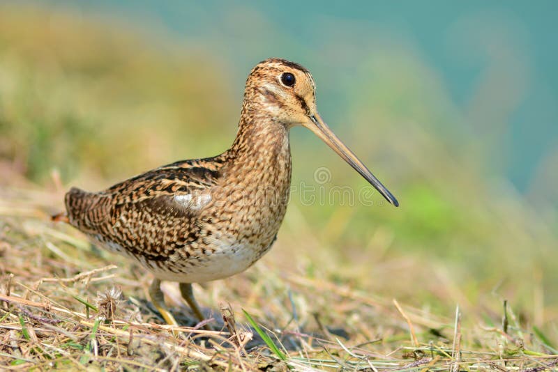 Wilson S Snipe in Winter Puddle Stock Image - Image of closeup, bird ...