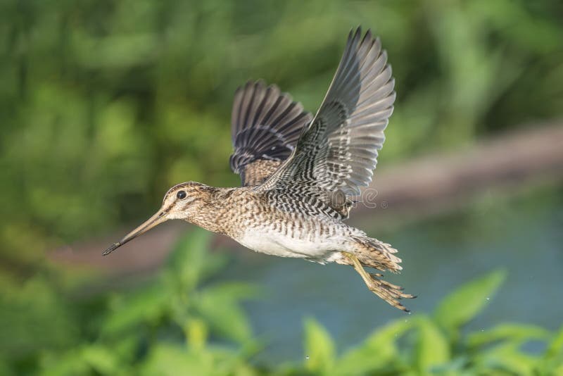 Snipe Bird in Flight Over Green Foliage Stock Photo - Image of green ...
