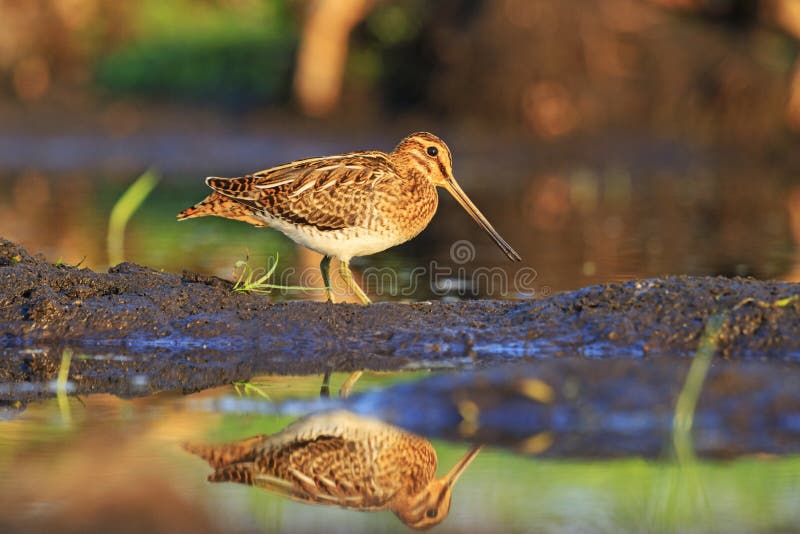 Snipe bird hunting stock image. Image of lake, gallinago - 67969131